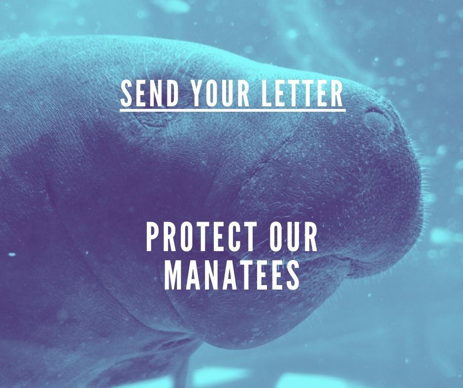 These gentle giants need your help – Progress Florida Education Institute